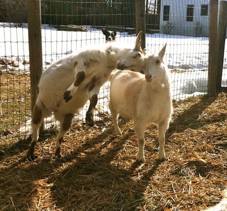 Sunshine in the Barnyard | HenCam