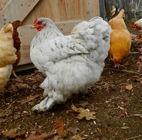 Choosing Chicken Breeds Right For You | HenCam
