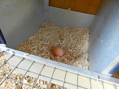 Collecting Eggs In Very Cold Weather | HenCam