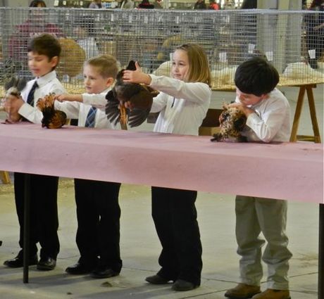 The Poultry Show | HenCam