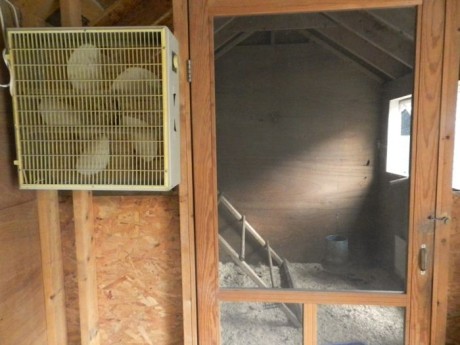 Hot Weather Care for Chickens | HenCam