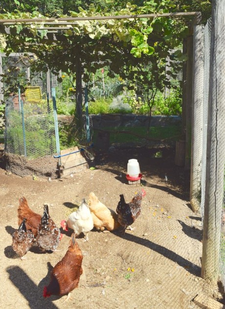 Introducing New Hens to an Existing Flock | HenCam