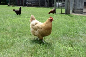 Introducing New Hens to an Existing Flock | HenCam