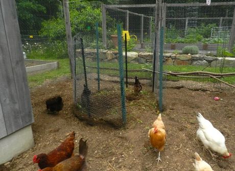 Compost In The Chicken Run | HenCam