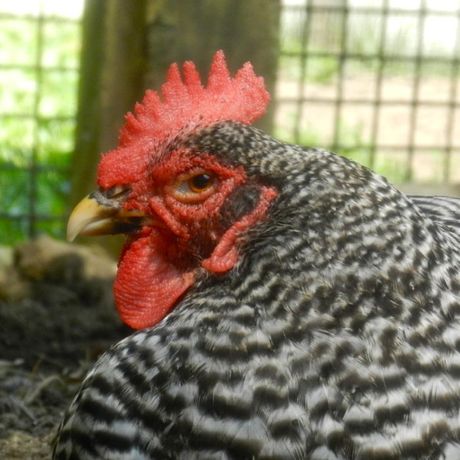 Old Hen Portraits | HenCam