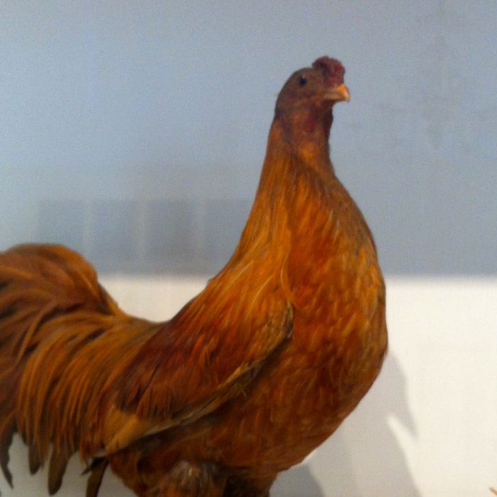Jungle Fowl at the Museum | HenCam