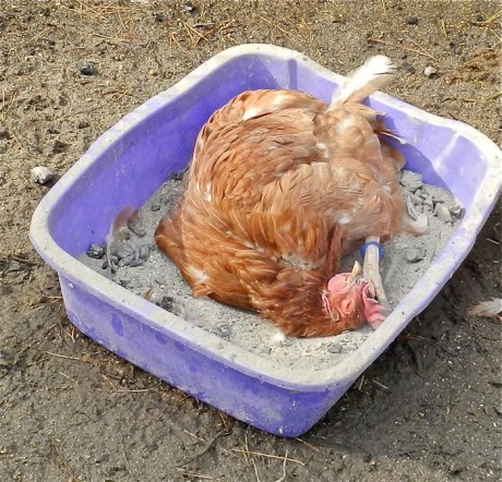 Safe Dust Baths | HenCam