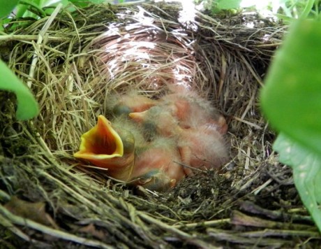 Baby Robins, the First Days | HenCam