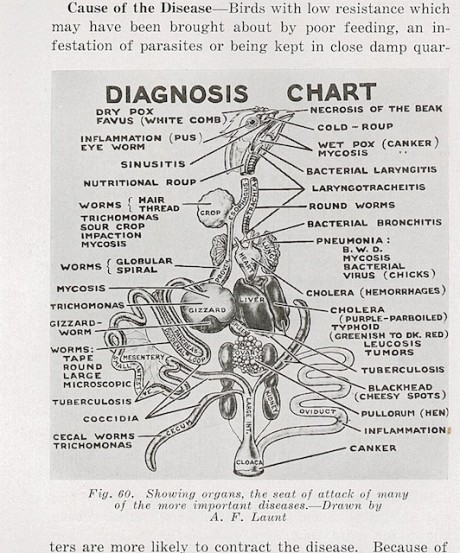Chicken Necropsies | HenCam
