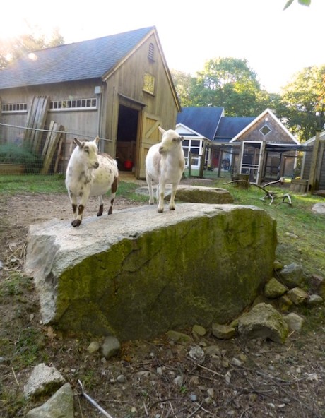 Goat Paddock Improvement | HenCam