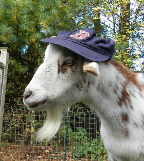 GO Red Sox GOats! | HenCam