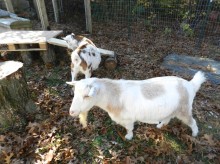 A Goat Platform | HenCam