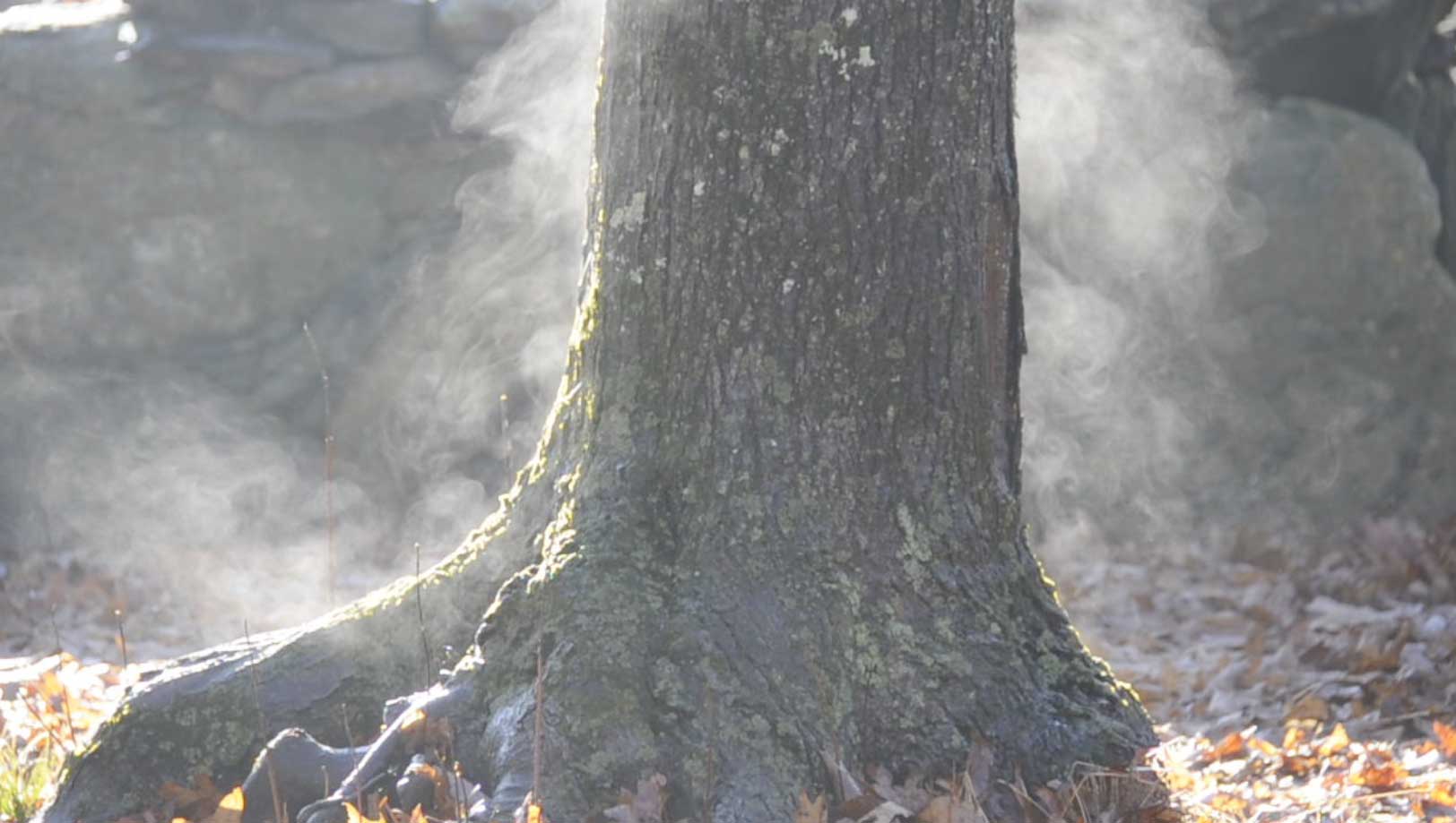 Steaming Trees | HenCam