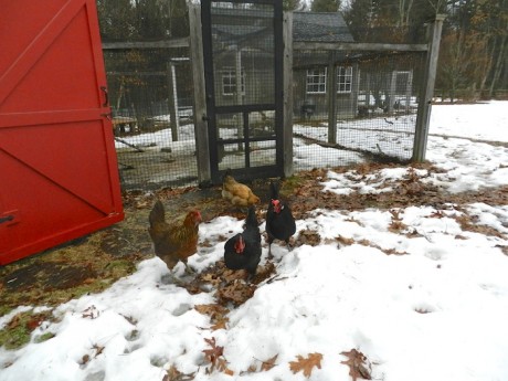 Integrating One Hen Into A Flock | HenCam