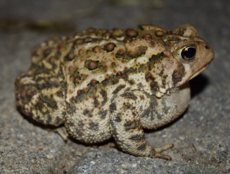 HenBlog | HenCam | A Chicken Keeping Life | Page 60