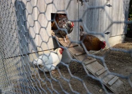 When To Isolate A Sick Chicken | HenCam