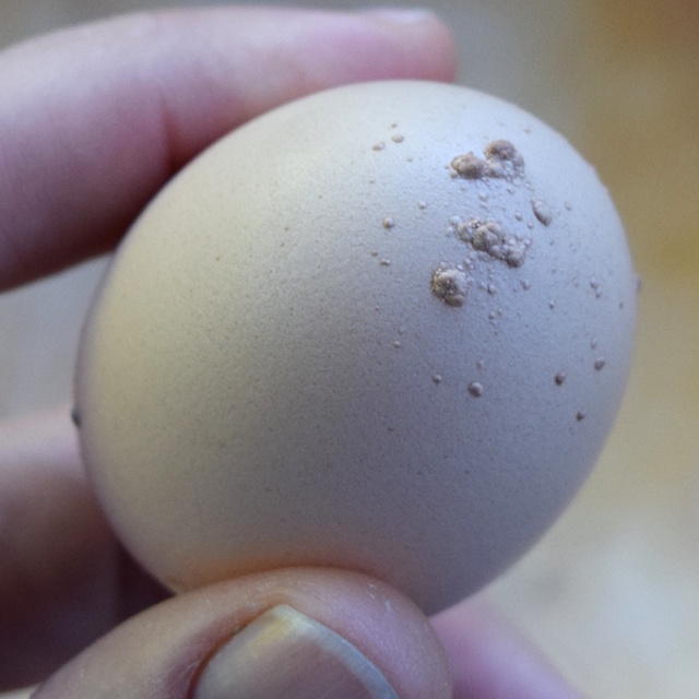 A Bumpy Egg | HenCam