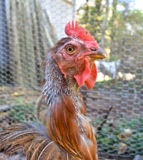 Feeding During the Molt | HenCam