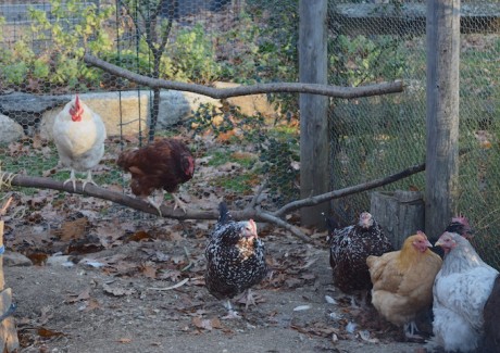 Roosts for Chickens | HenCam