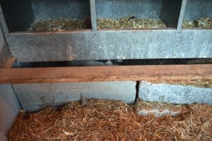 Nesting Box Bedding | HenCam