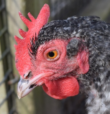 Do Chickens See Colors? | HenCam