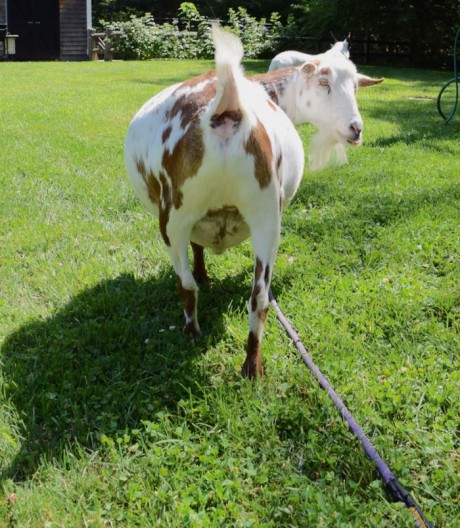 Amazing Expanding Goat Bellies | HenCam