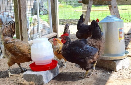 Ice Water for Chickens | HenCam
