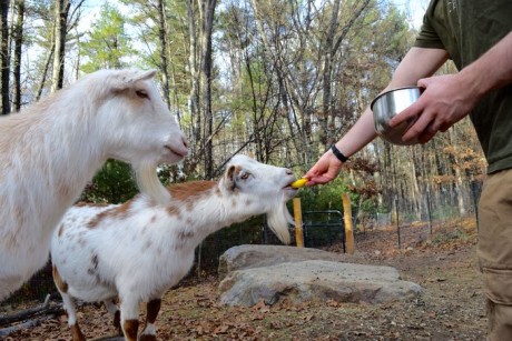Goats Eat Lemons | HenCam