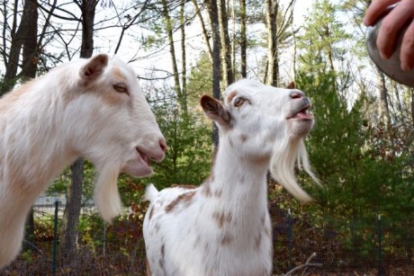 Goats Eat Lemons | HenCam